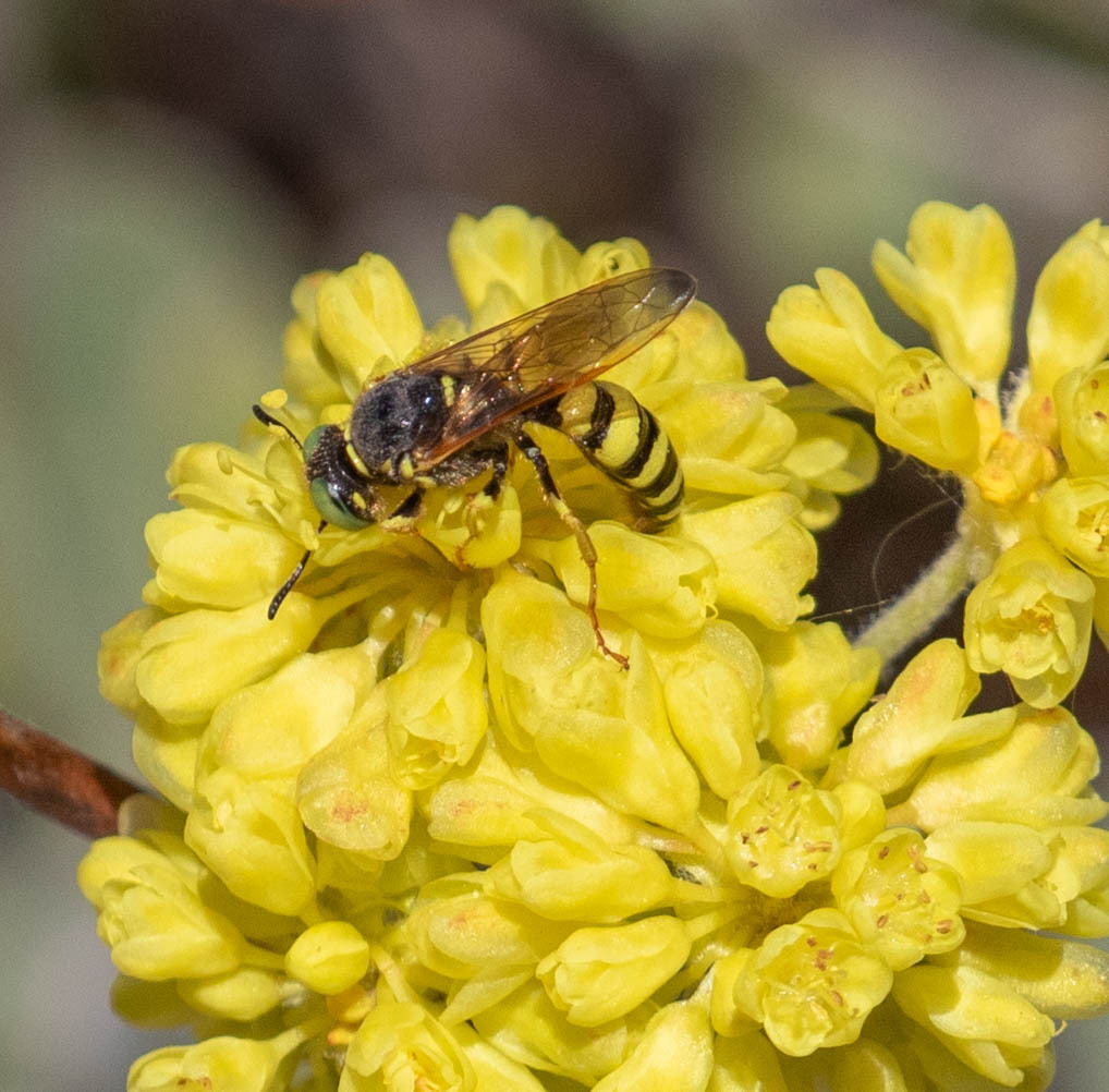Beewolves from Washoe County, NV, USA on July 01, 2024 at 10:52 AM by ...