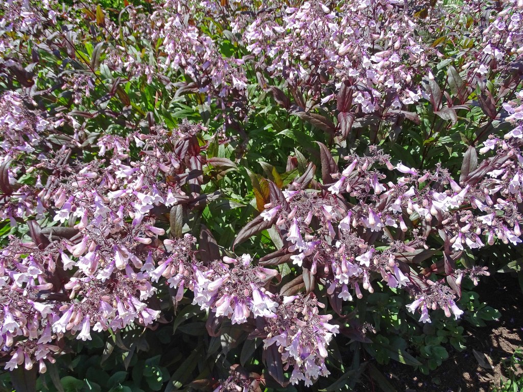 dicots from Penn State University Arboretum on June 12, 2016 by James ...