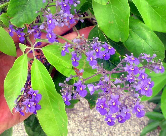 (Vitex gaumeri) - Botanical Realm