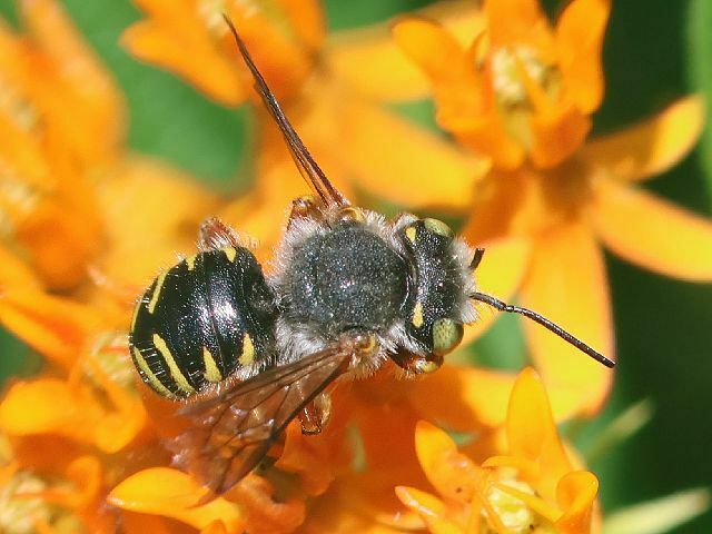 Oblong Woolcarder Bee from Oakland Lake Wildflower Meadow, Bayside ...