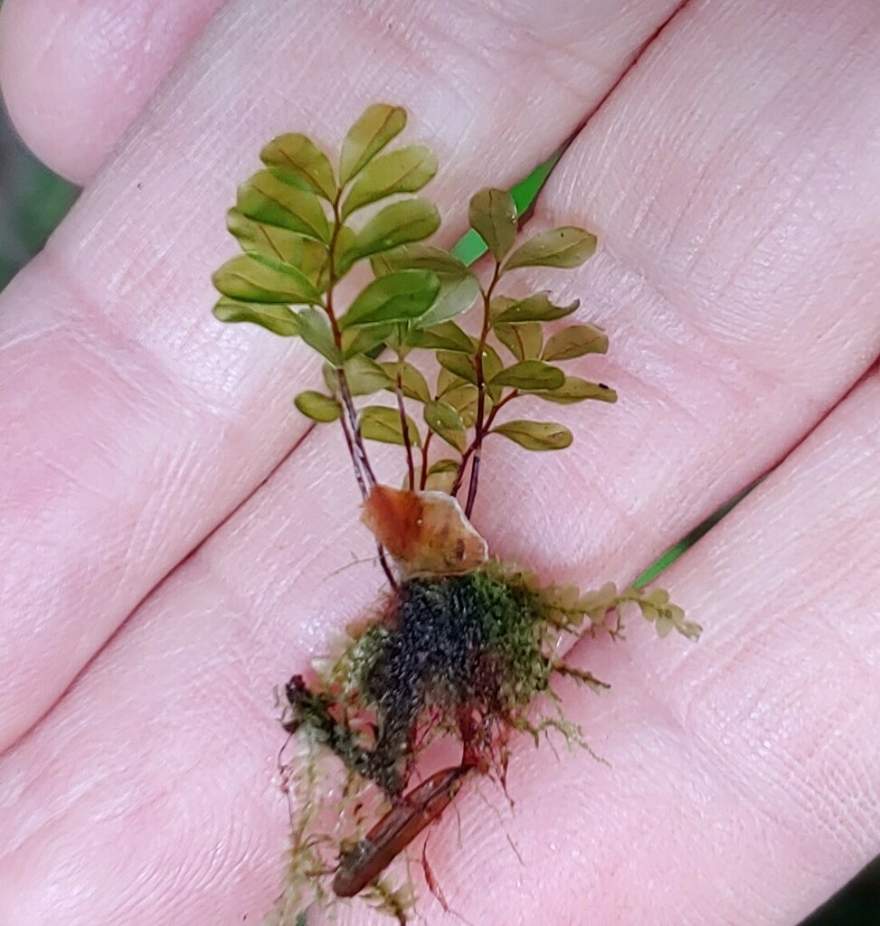rhizomnium moss from Humboldt County, CA, USA on June 24, 2024 at 12:28 ...