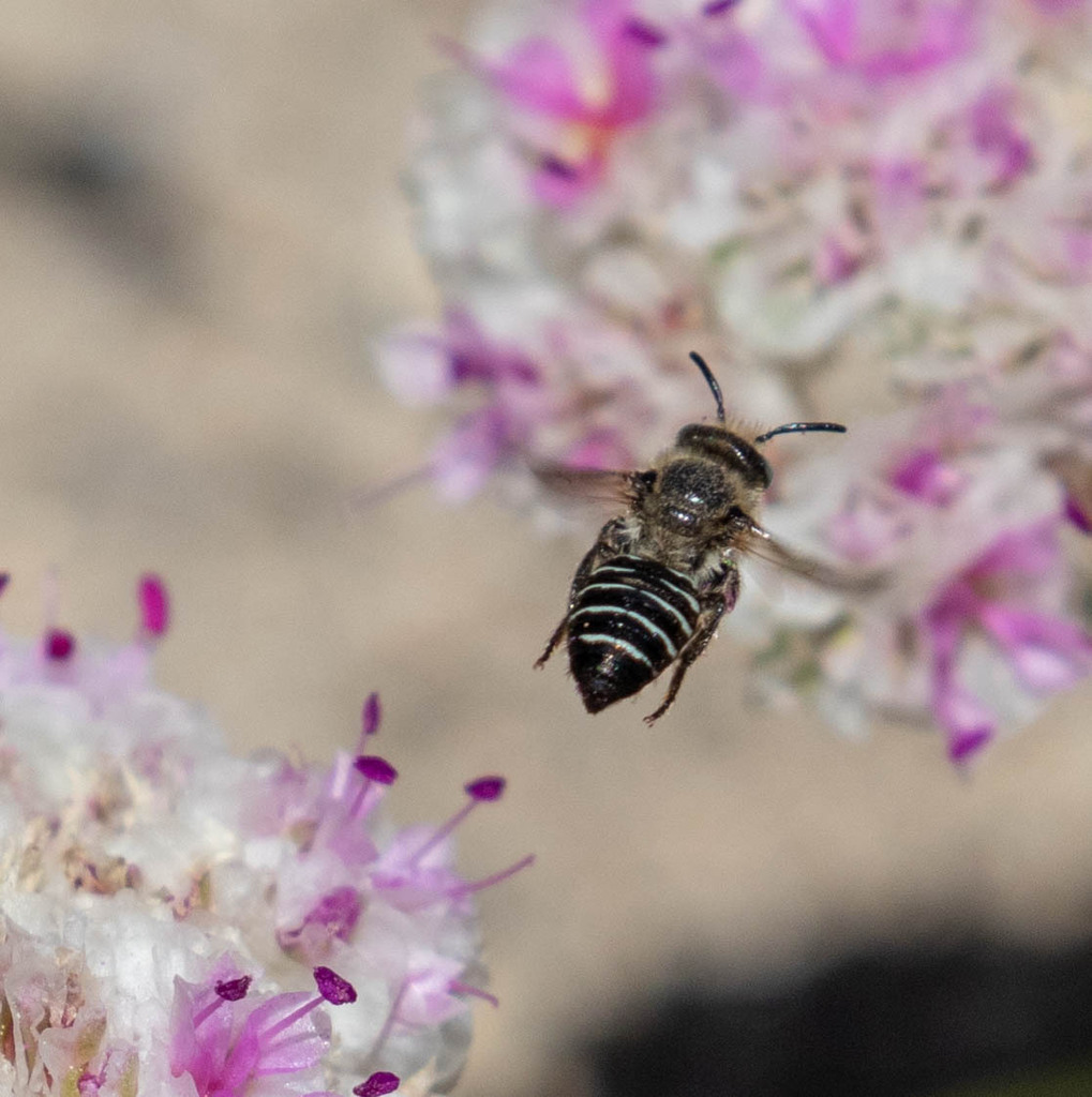 Bees from Washoe County, NV, USA on July 1, 2024 at 10:58 AM by Dan ...