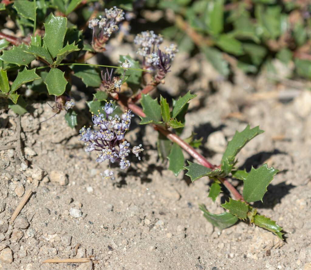 Mahala mat from Washoe County, NV, USA on July 1, 2024 at 10:45 AM by ...