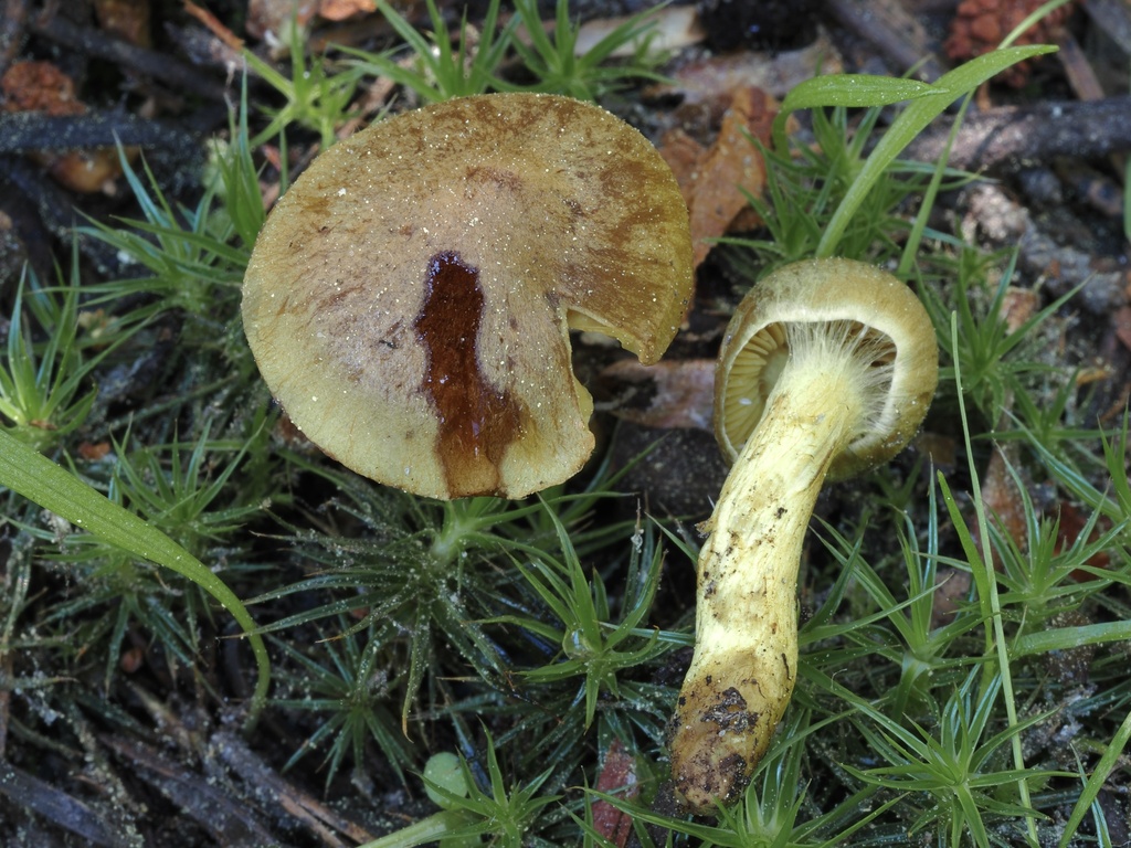 saffron webcap from Inyo National Forest, June Lake, CA, US on June 30 ...