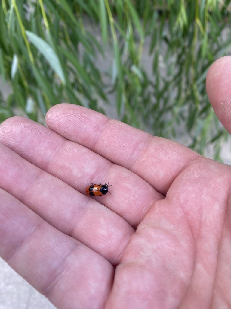 Clytra laeviuscula from Almaty, Almaty, KZ on July 3, 2024 at 03:56 PM ...