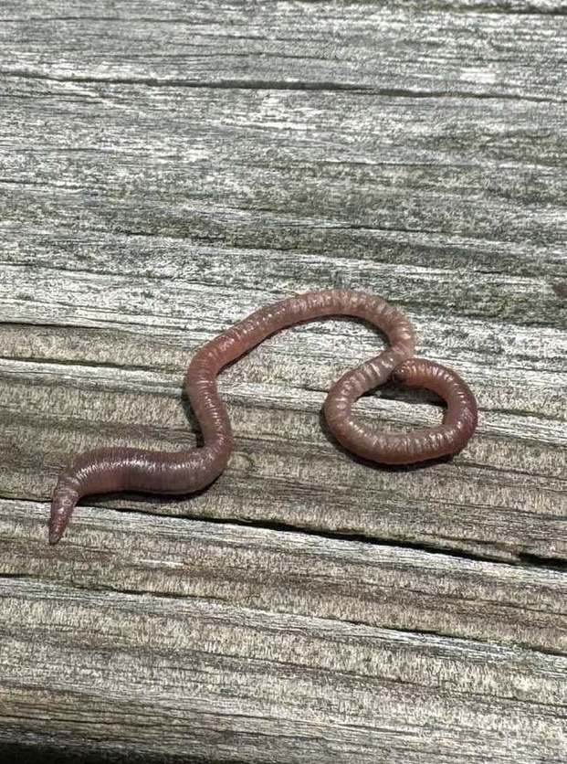 Earthworms from Cedar Trail, Winston-Salem, NC, US on July 3, 2024 at ...