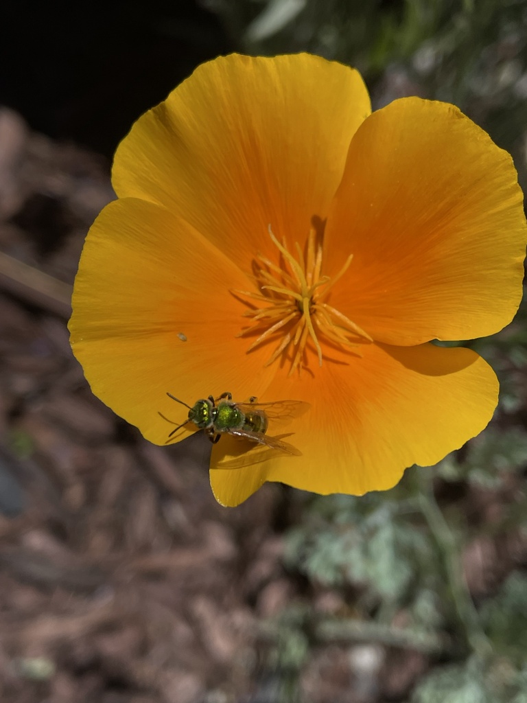 Sweat and Furrow bees from Clemens Rd, Reno, NV, US on July 3, 2024 at ...