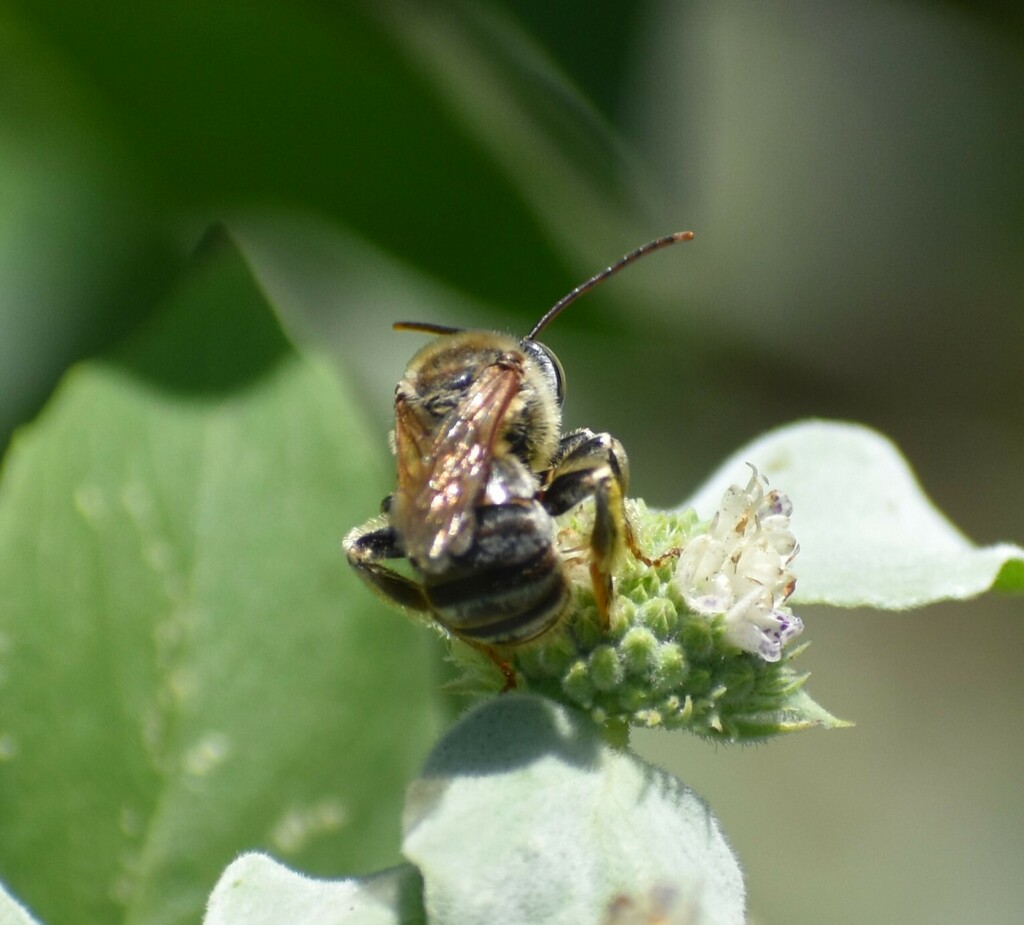 Longhorn Bees from West Feliciana County, US-LA, US on June 25, 2024 at ...