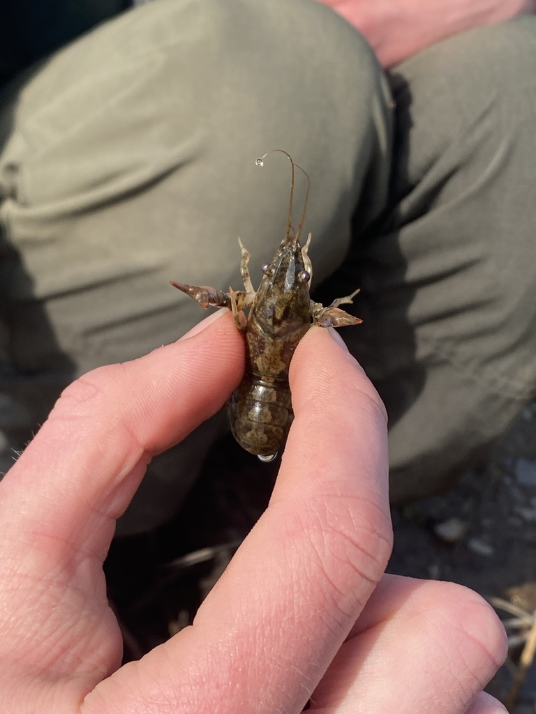 Calico Crayfish from Long Point National Wildlife Area, Norfolk County ...