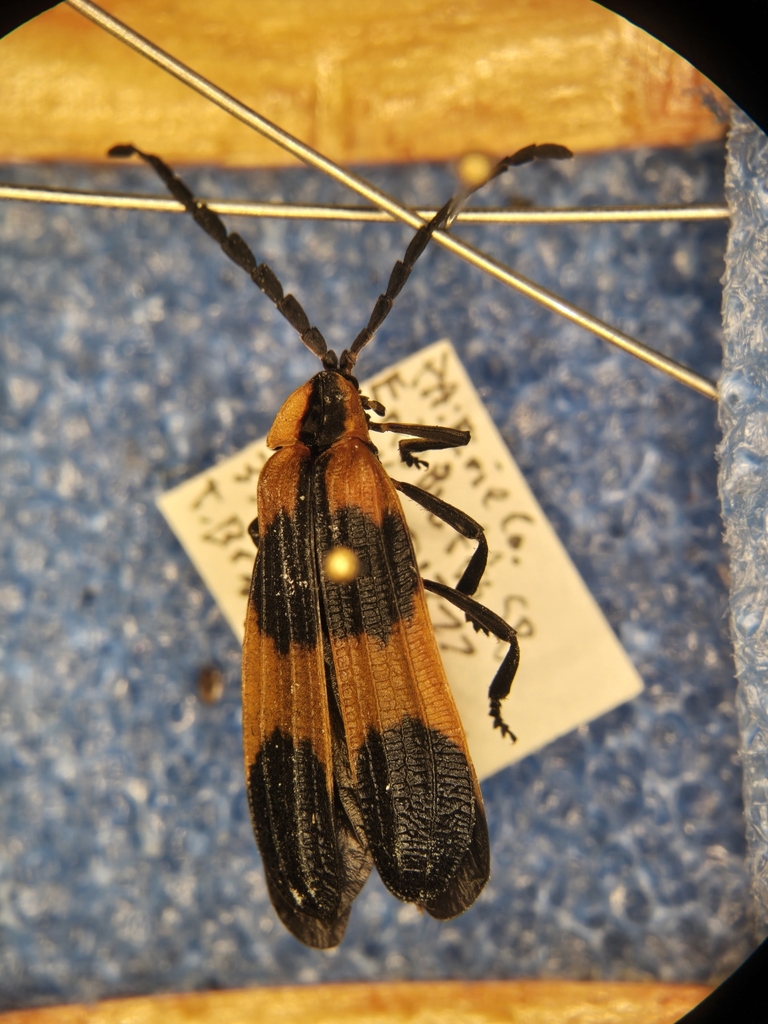 Reticulated Net-winged Beetle from Erie County, US-PA, US on July 3 ...