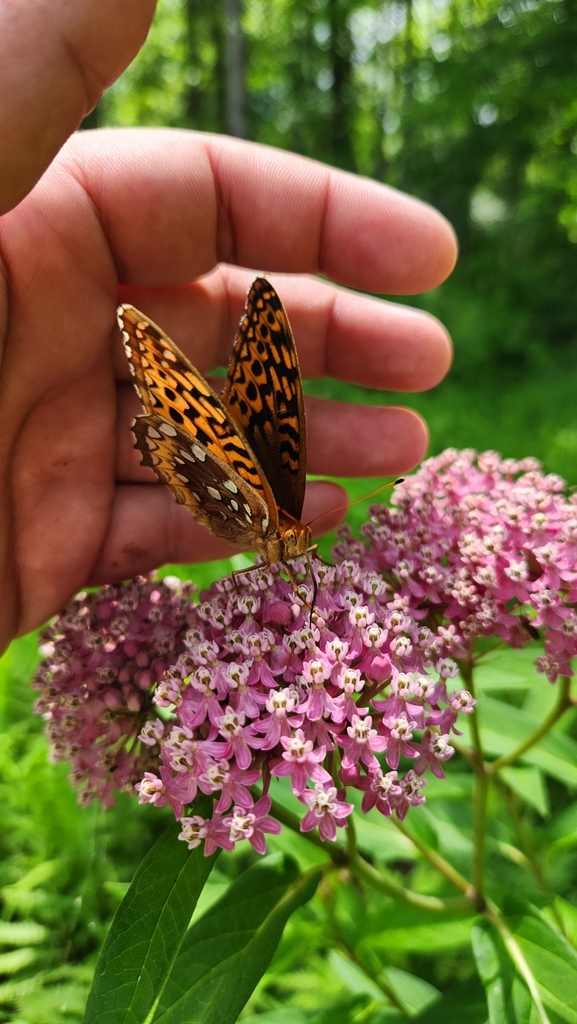 Great Spangled Fritillary from Franklin Township, PA, USA on July 3 ...