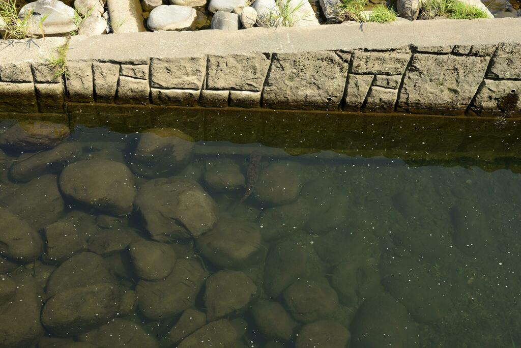 Japanese Giant Salamander in August 2013 by Sebastian Voitel · iNaturalist