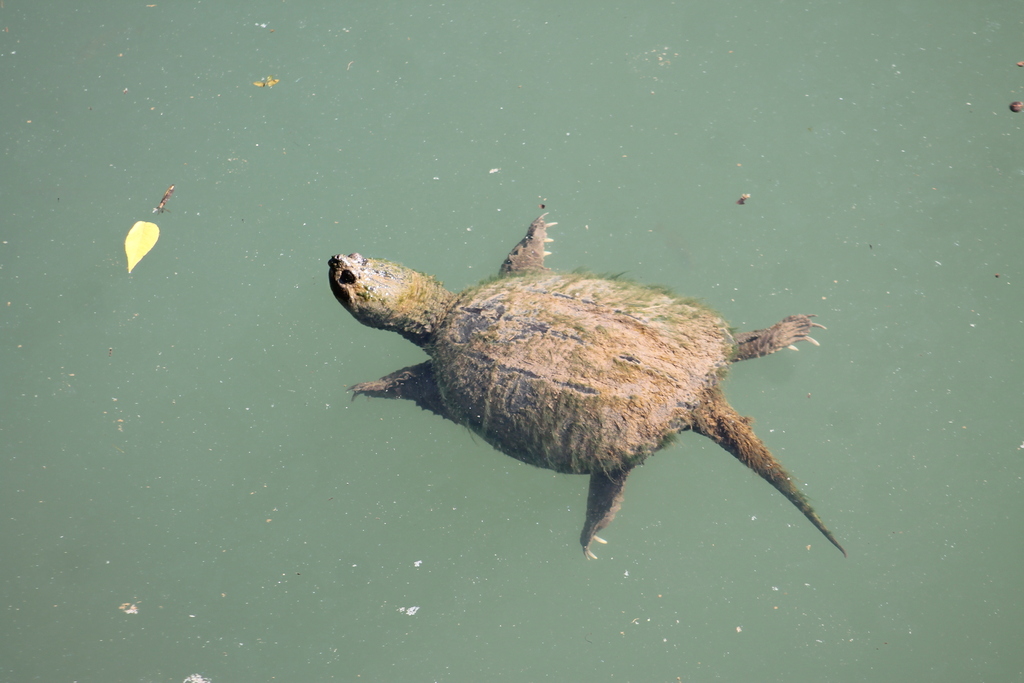 Common Snapping Turtle from Montgomery County, TN, USA on June 29, 2024 ...