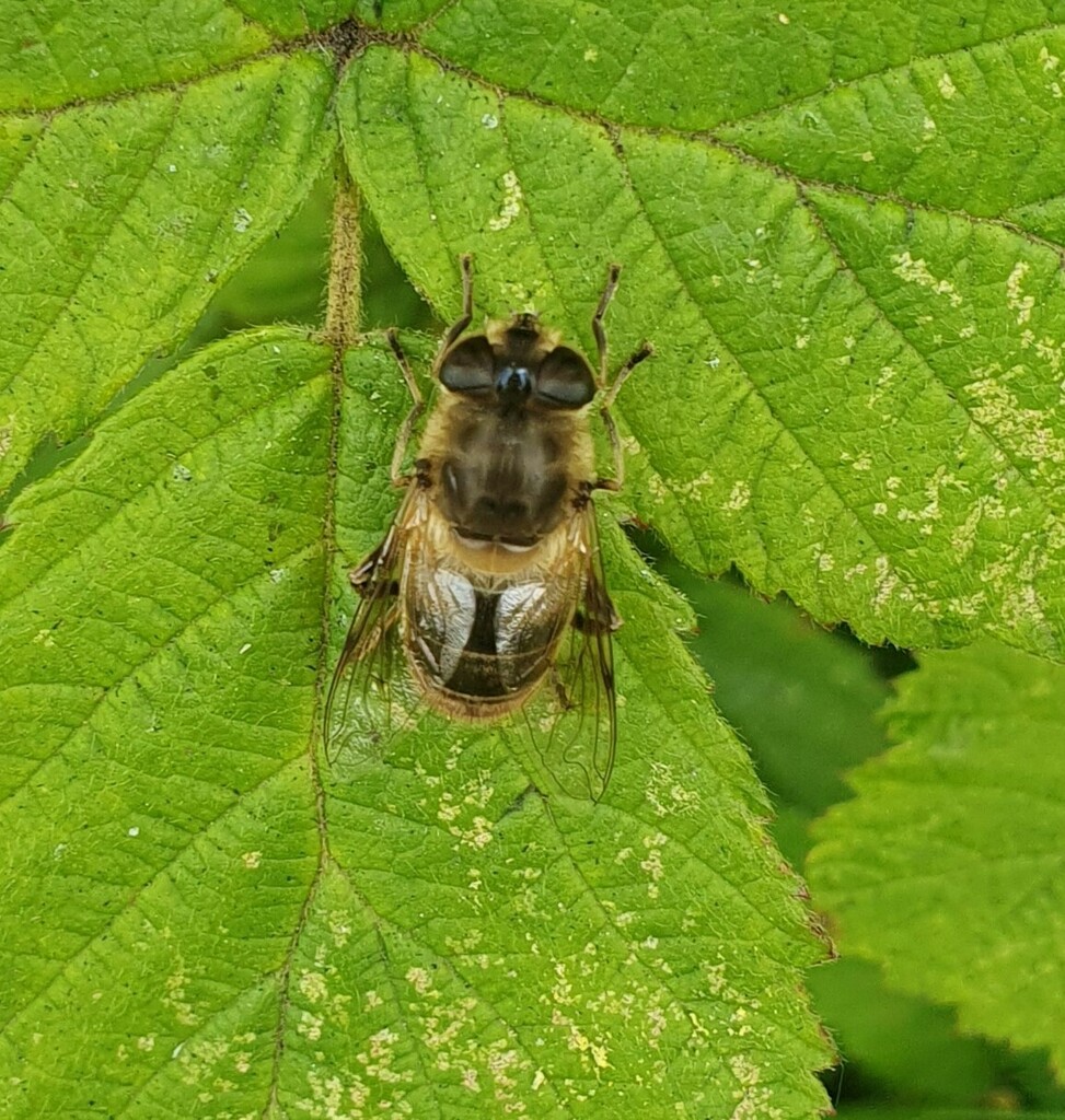 Common Drone Fly from Stafford, UK on June 23, 2024 at 11:00 AM by ...