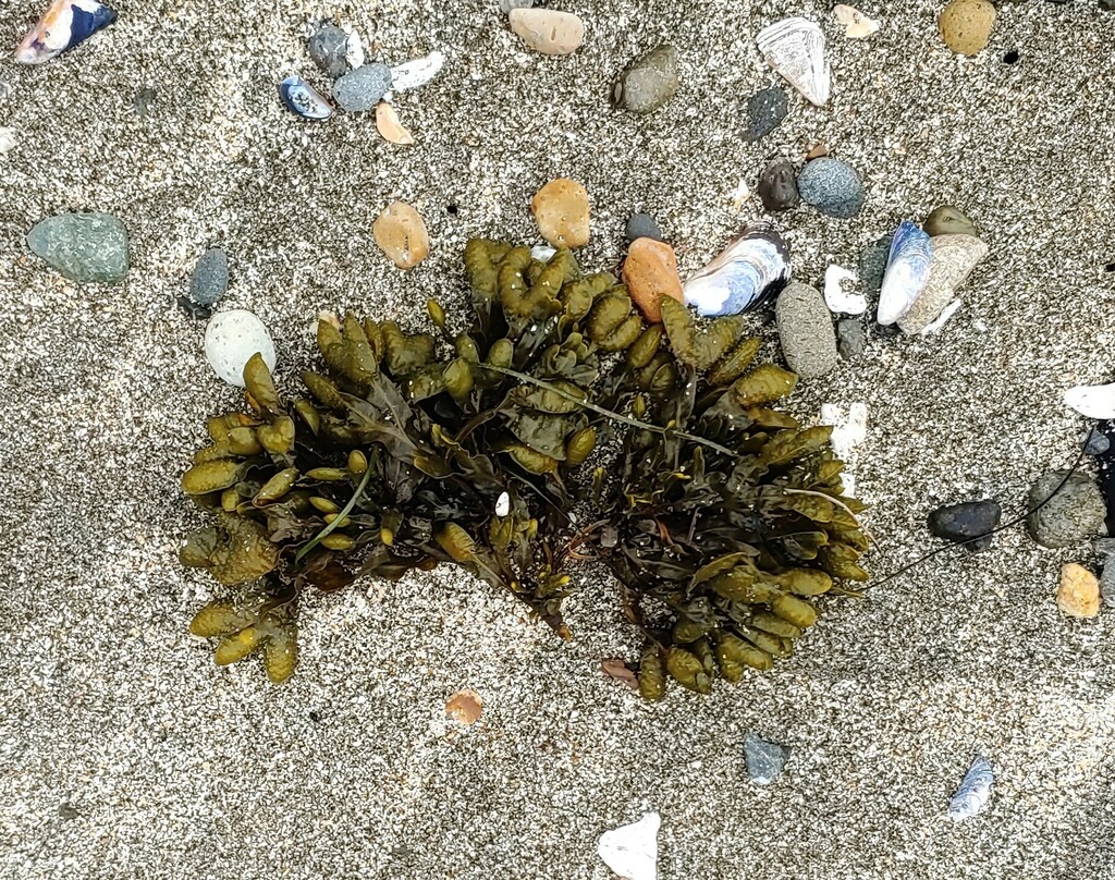 Rockweed from Brookings, OR 97415, USA on June 25, 2024 at 09:38 AM by ...