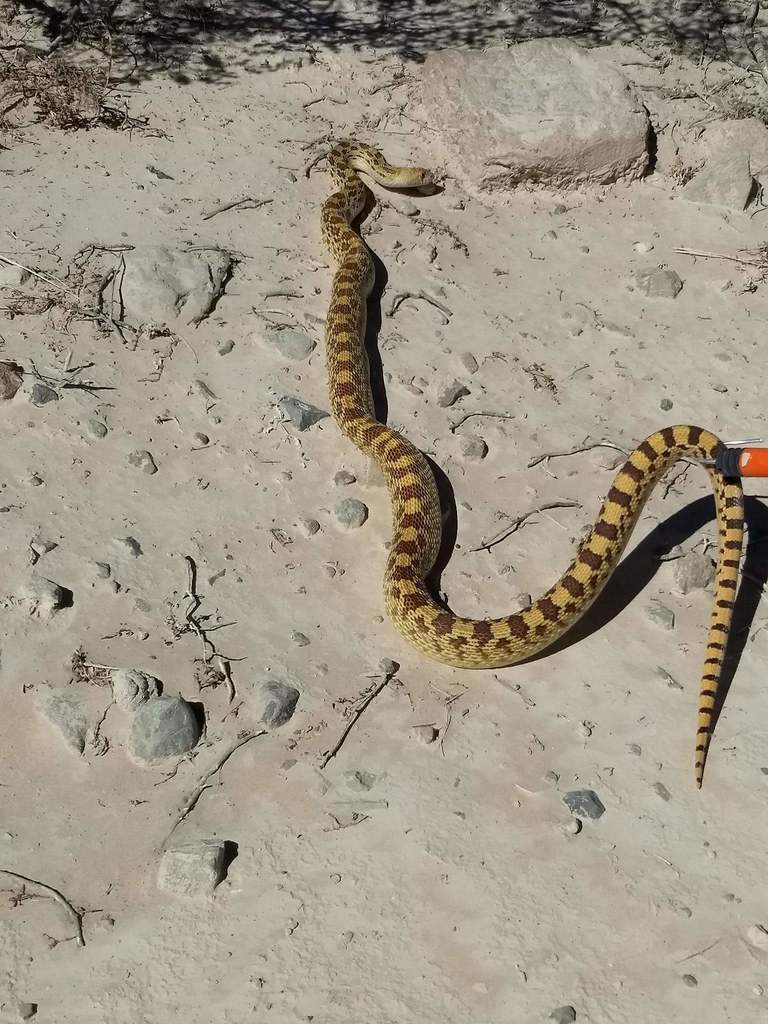 Gopher Snake in August 2018 by ruben_becerra. Naturalista · iNaturalist