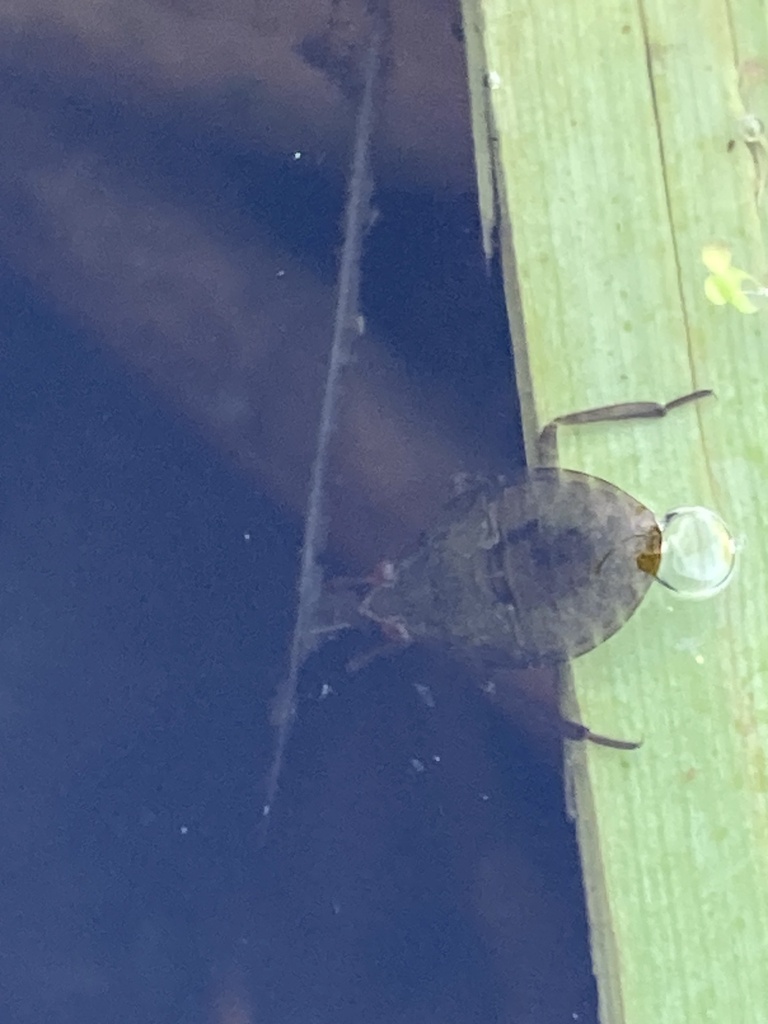 Belostoma flumineum from Red Sand Lake, Baxter, MN, US on July 2, 2024 ...