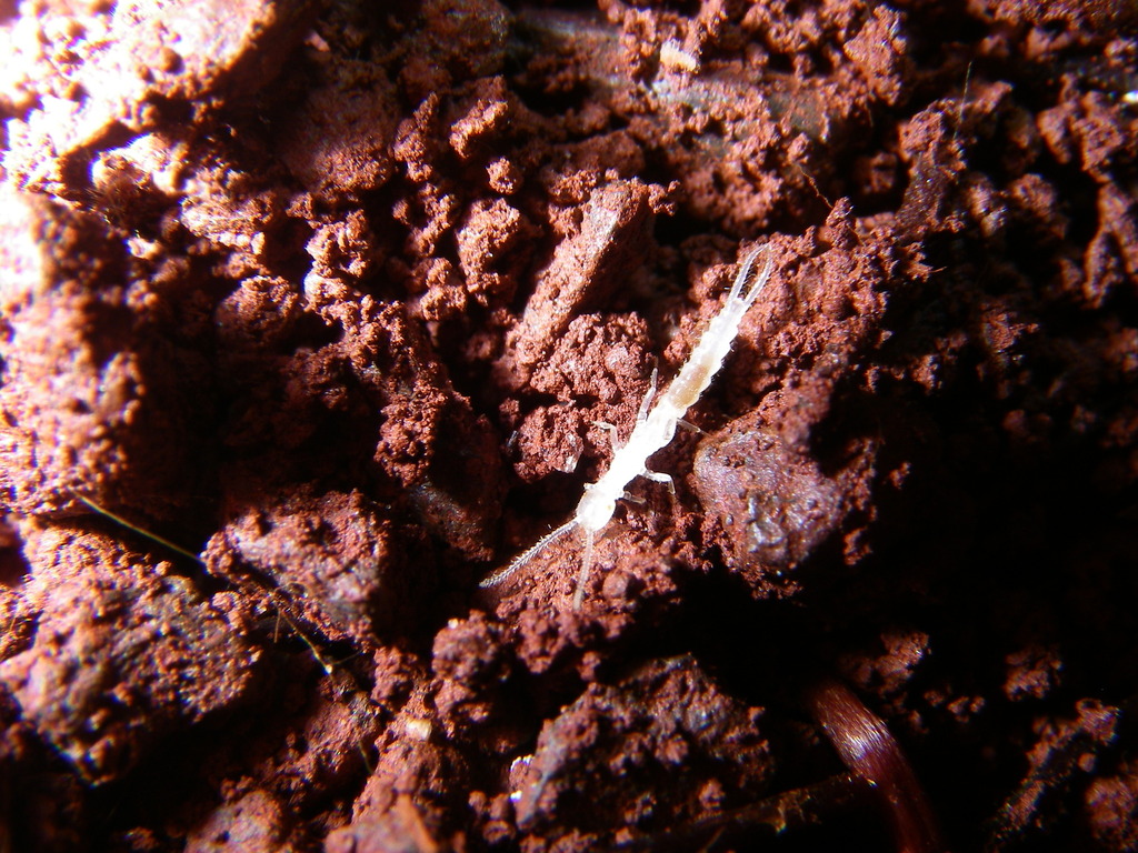 Campodea from Caverna RM-33 on February 15, 2017 at 01:23 PM by Cave ...