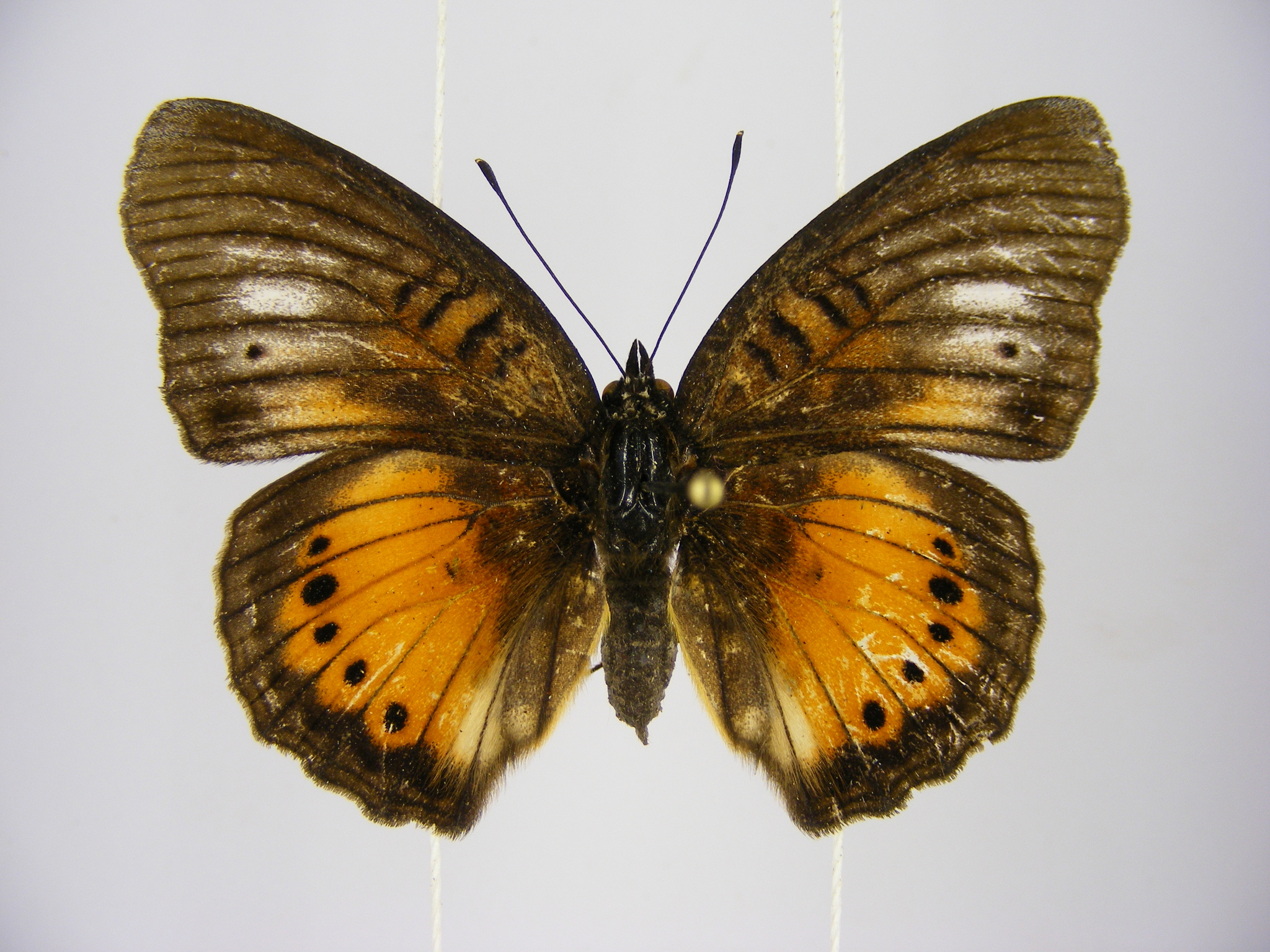 Junonia westermanni Westwood, 1870