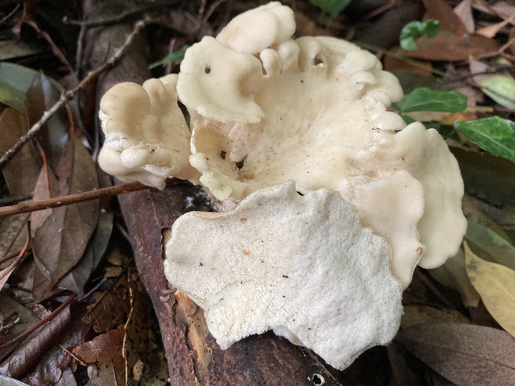 Favolus acervatus from Yoyogikamizonocho, Shibuya City, Tokyo 151-0052 ...