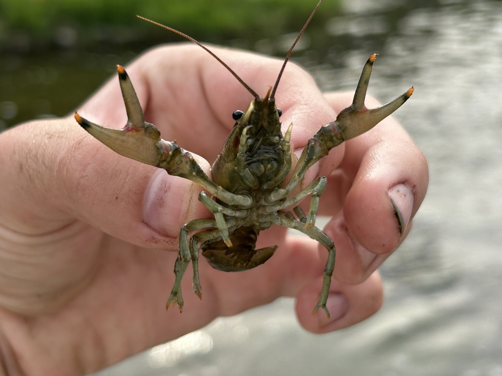 Rusty Crayfish from Grand River, Cambridge, ON, CA on July 3, 2024 at ...