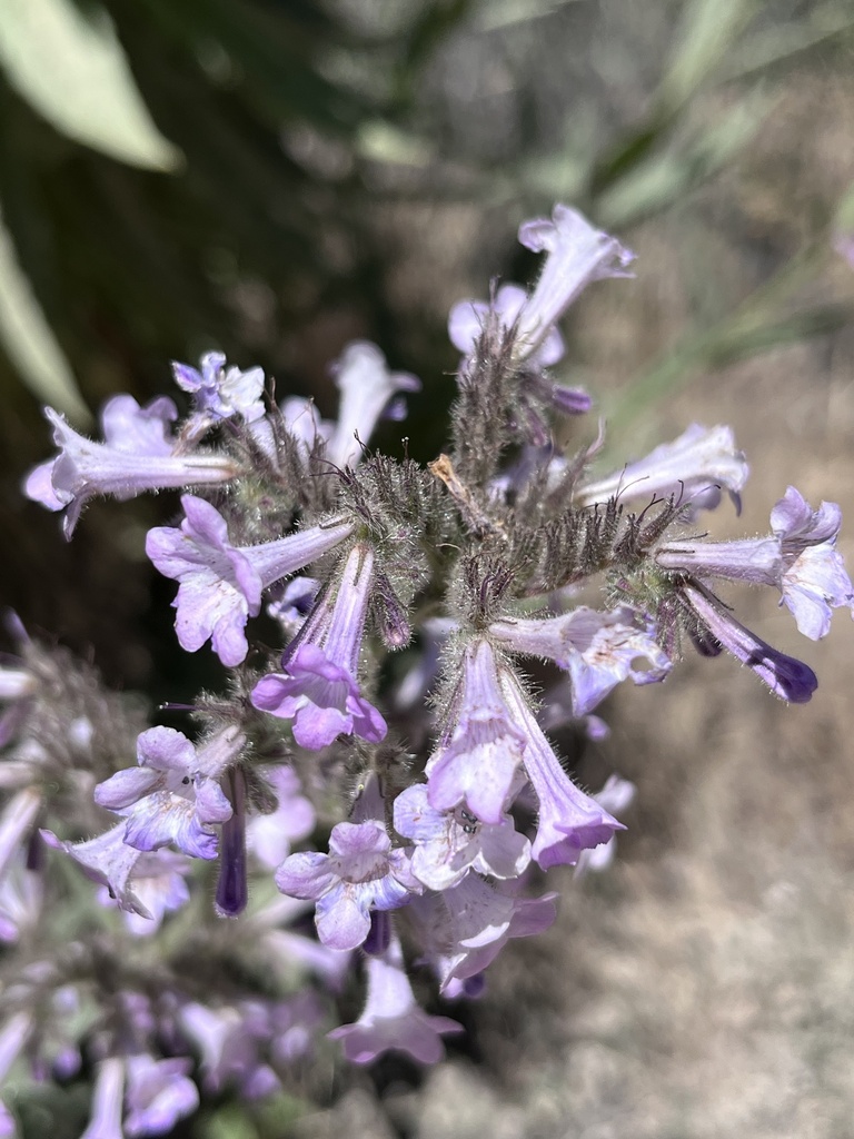 Poodle-dog Bush from Palomar Mountain State Park, Pauma Valley, CA, US ...