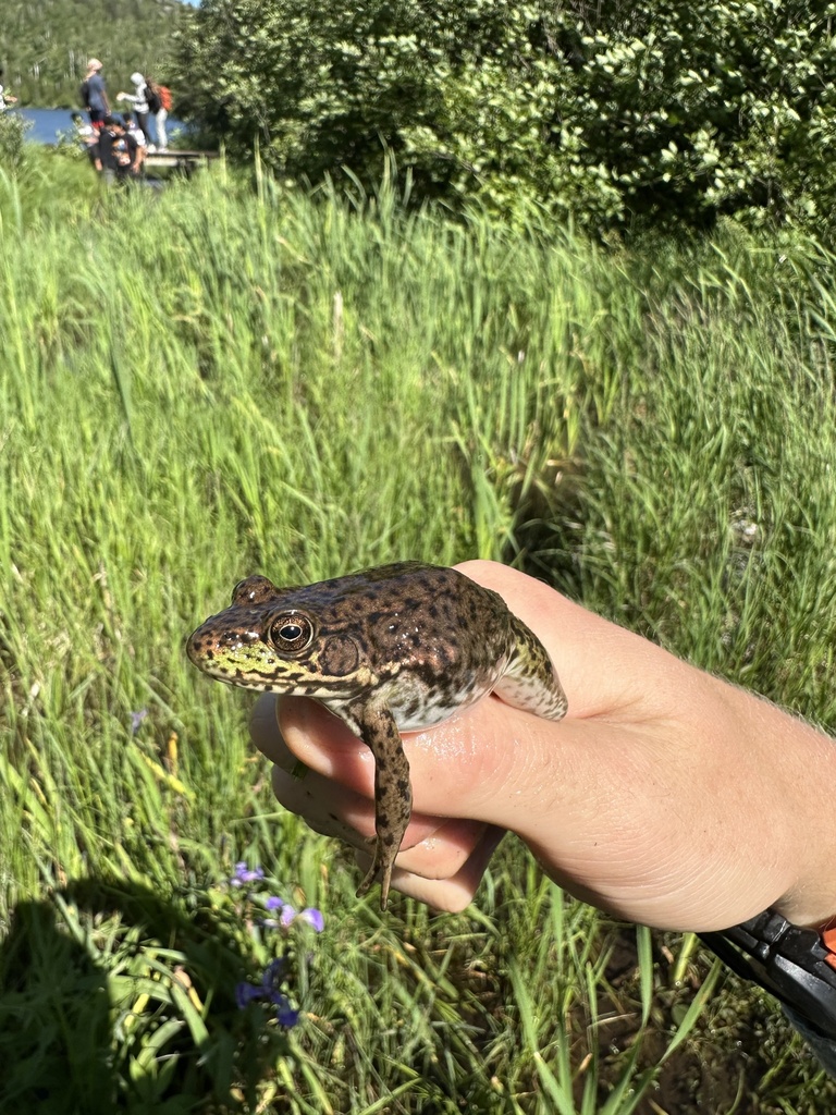 Green Frog from Finland, MN, US on July 3, 2024 at 03:48 PM by ...