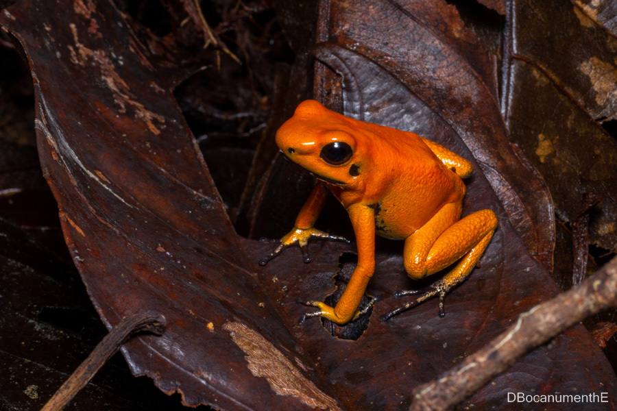 Golden Poison Dart Frog in January 2024 by Daniel Bocanumenth E ...
