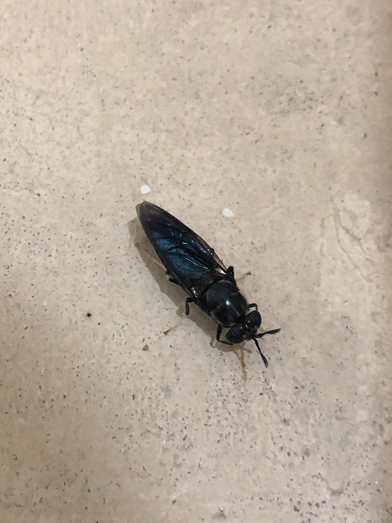 Black Soldier Fly from Tulum, Q. Roo., MX on July 1, 2024 at 04:27 PM ...