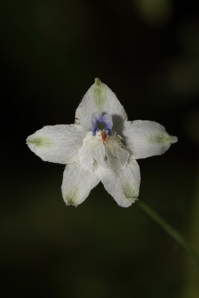 Pale Larkspur in July 2024 by Michael Stein · iNaturalist