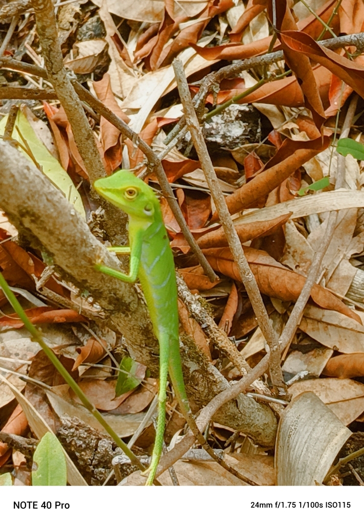 Green Crested Lizard from 782W+7F4, Narra, Palawan, Philippines on June ...