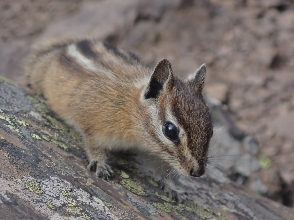 Olympic Chipmunk (Neotamias amoenus caurinus) - Know Your Mammals