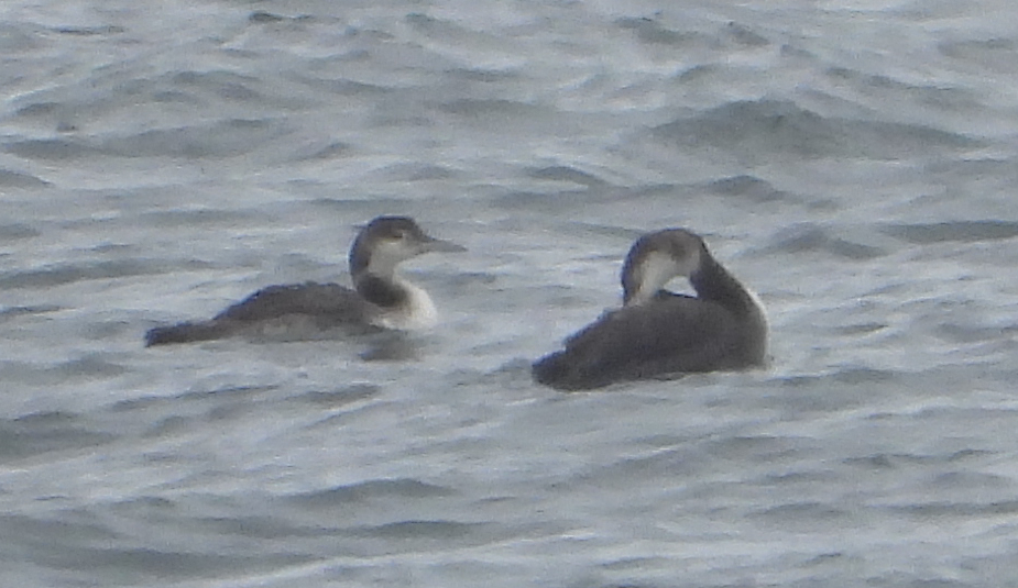 Common Loon from Pacific Ocean from S Jetty Columbia River on July 2 ...