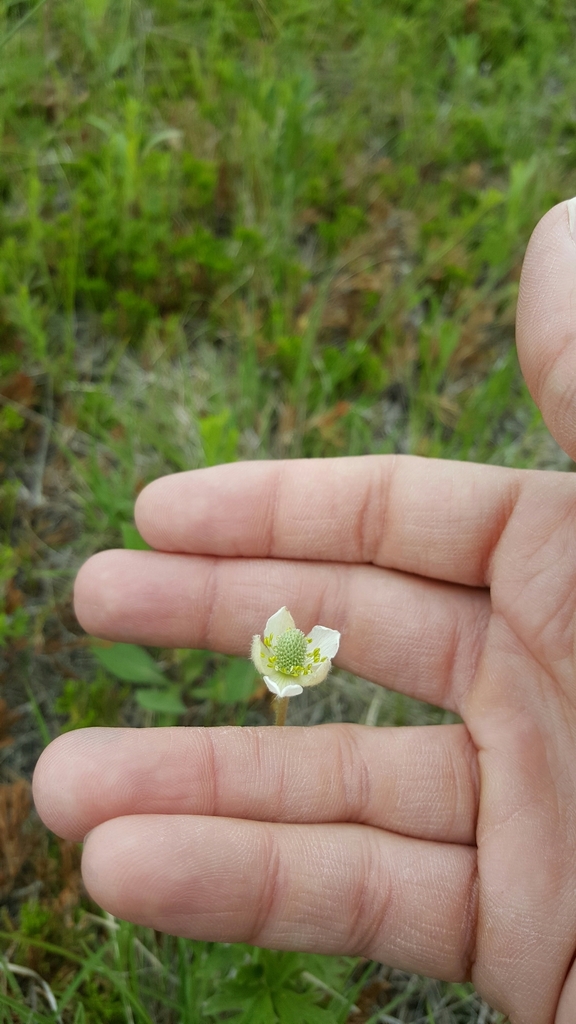 anemones and allies from Shilo, MB R0K 2A0 on June 16, 2016 at 12:18 PM ...