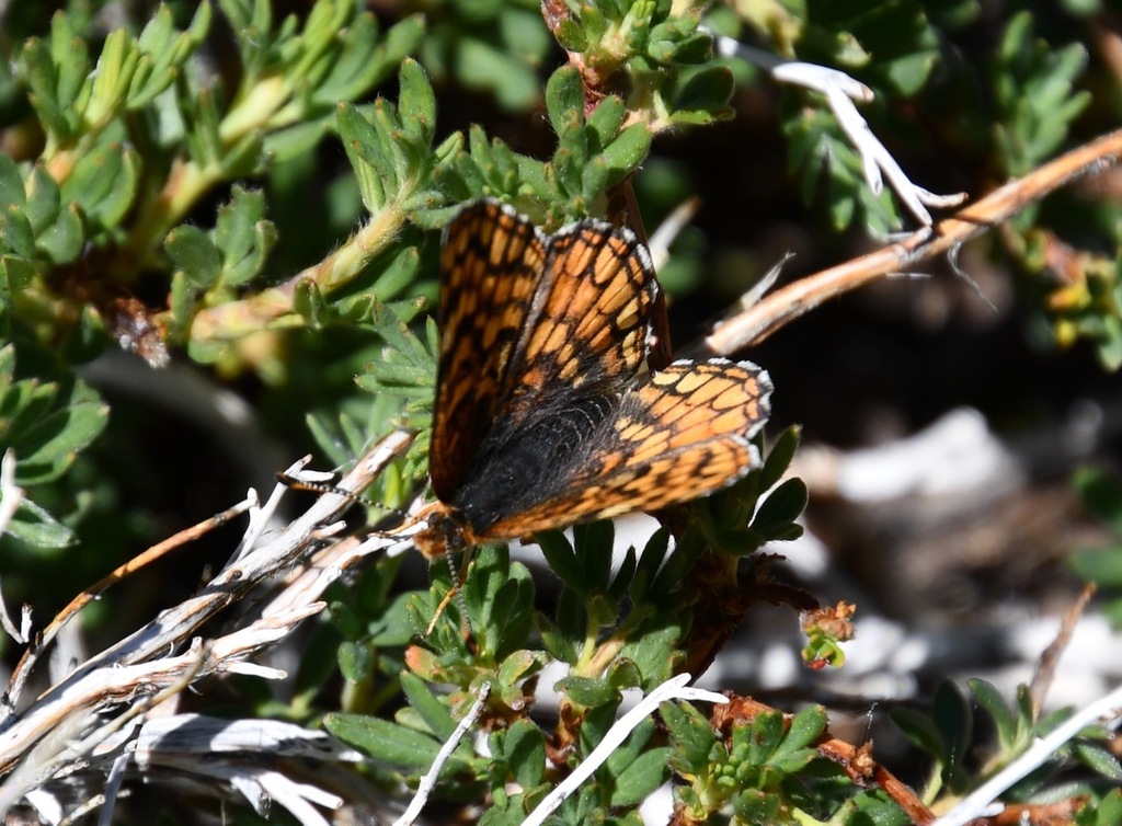 Sierra Nevada Checkerspot from Tuolumne County, CA, USA on July 1, 2024 ...