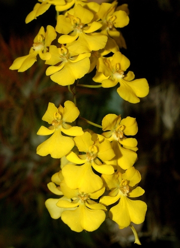 Zelenkoa onusta · iNaturalist United Kingdom