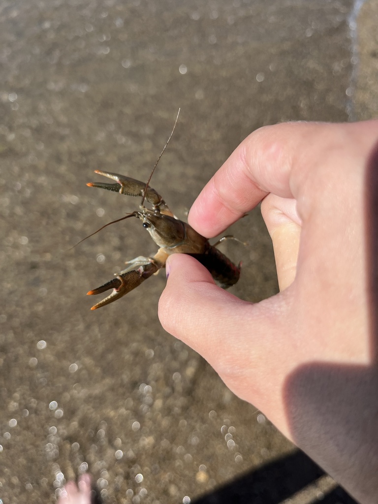 Northern Clearwater Crayfish in July 2024 by Megan Hanson · iNaturalist