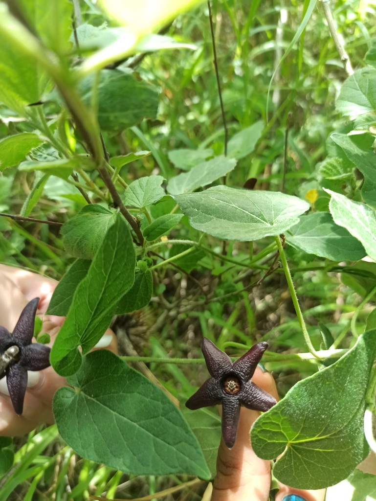 Polystemma pilosum from Juriquilla, Qro., México on July 3, 2024 at 09: ...