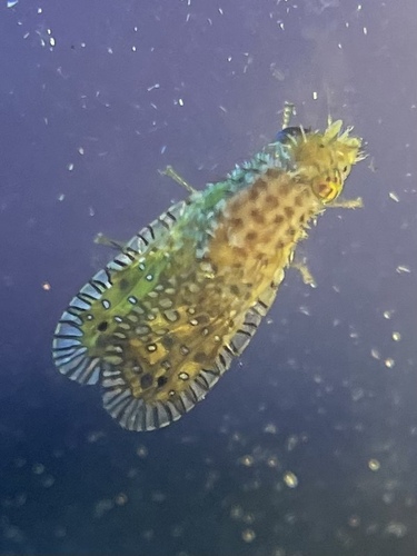 Paracantha forficula · iNaturalist