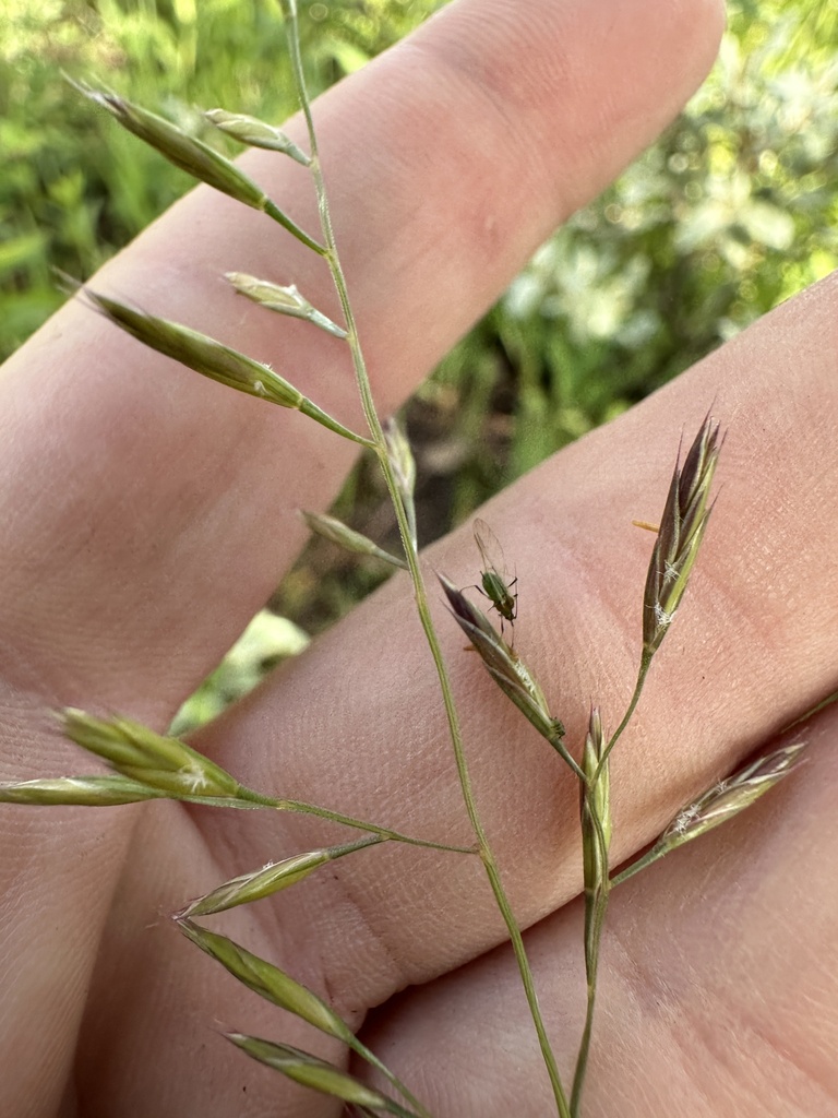 Idaho fescue from Waterton Lakes National Park, Improvement District No ...