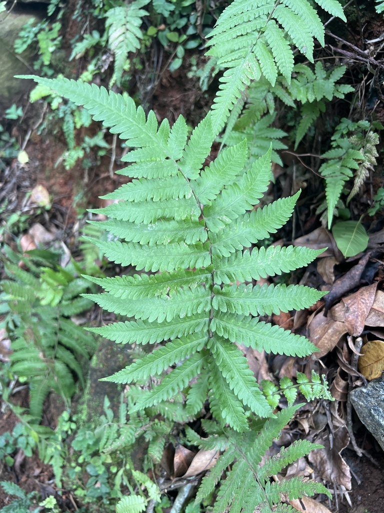 Maiden Ferns from Kotagiri, Kotagiri, TN, IN on July 4, 2024 at 08:38 ...
