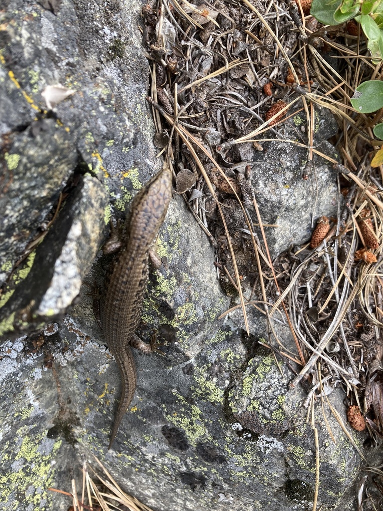 Northern Alligator Lizard from Central Kootenay, BC, CA on July 3, 2024 ...