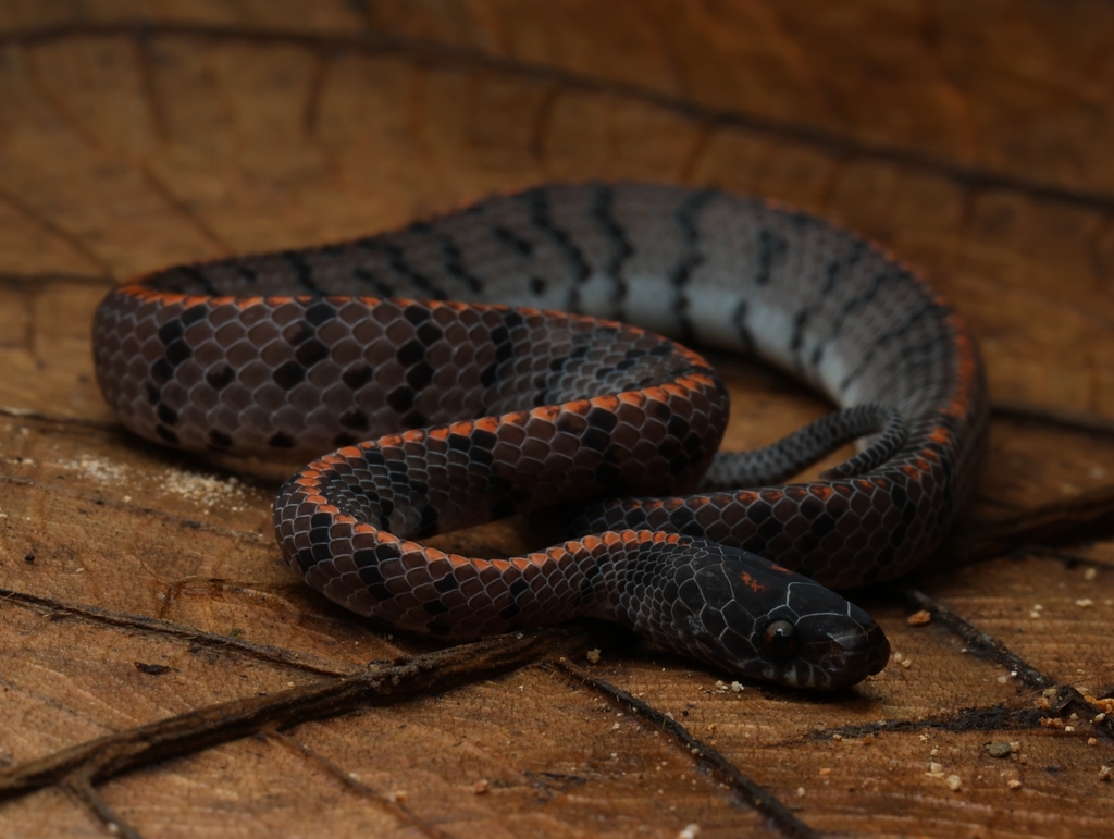 Smooth Slug Snake in July 2024 by Mark Hansen · iNaturalist