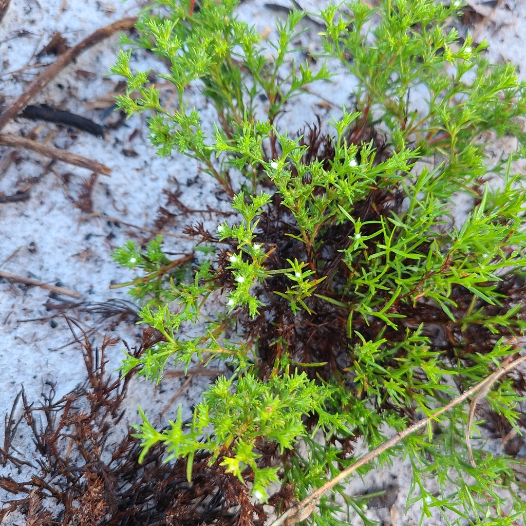 Rust Weed from Highlands County, US-FL, US on July 3, 2024 at 07:24 AM ...