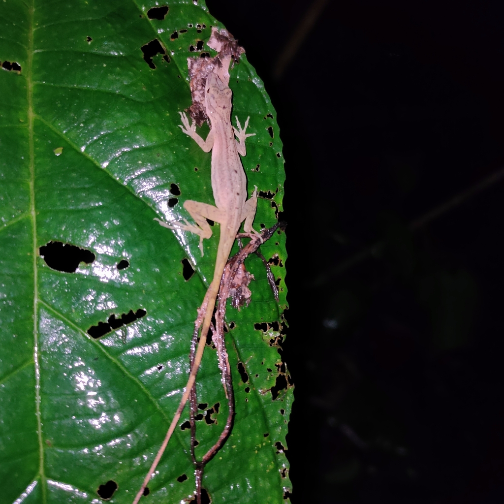 Border Anole from Montijo, Provincia de Veraguas, Panamá on June 26 ...