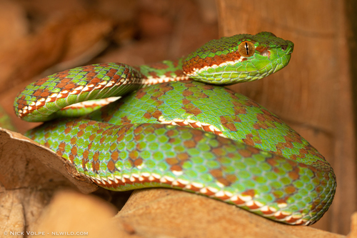Phuket Pit Viper (Trimeresurus phuketensis) - Snakes and Lizards