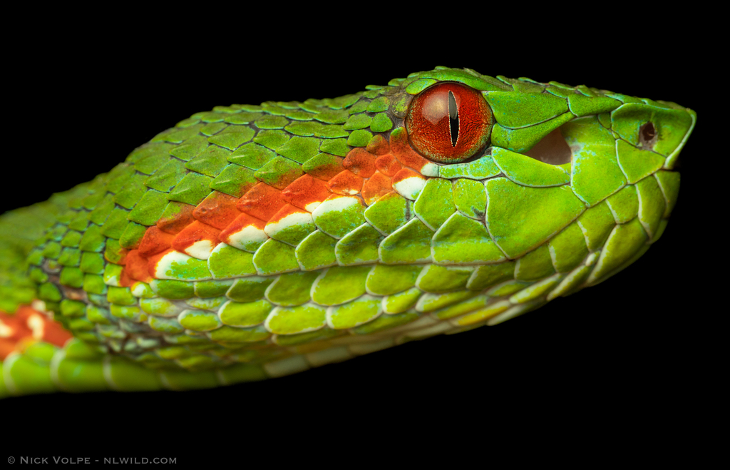 Trimeresurus tenasserimensis (Craspedocephalus,Trimeresurus and ...