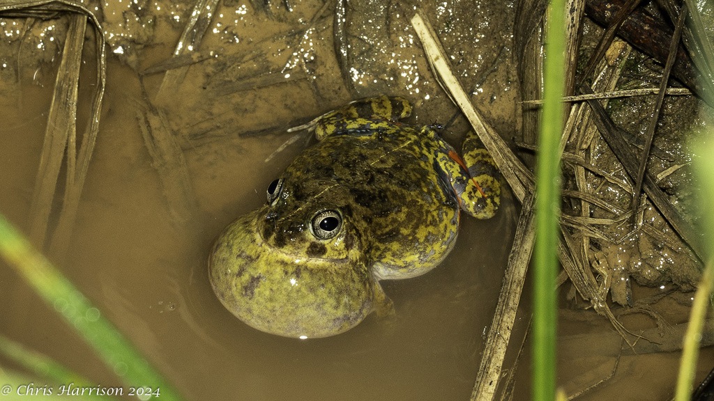 Colombian Four-eyed Frog from Panamá, PA-PN, PA on June 22, 2024 at 08: ...