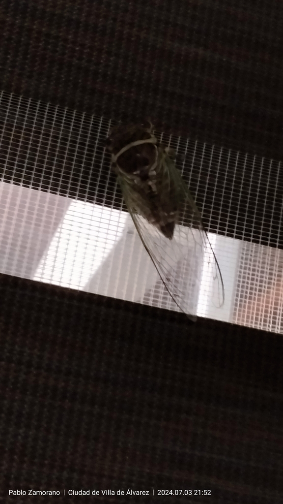 Scrub Cicadas from Parada en Av. Las Parotas & Calle La Villita, 28989 ...