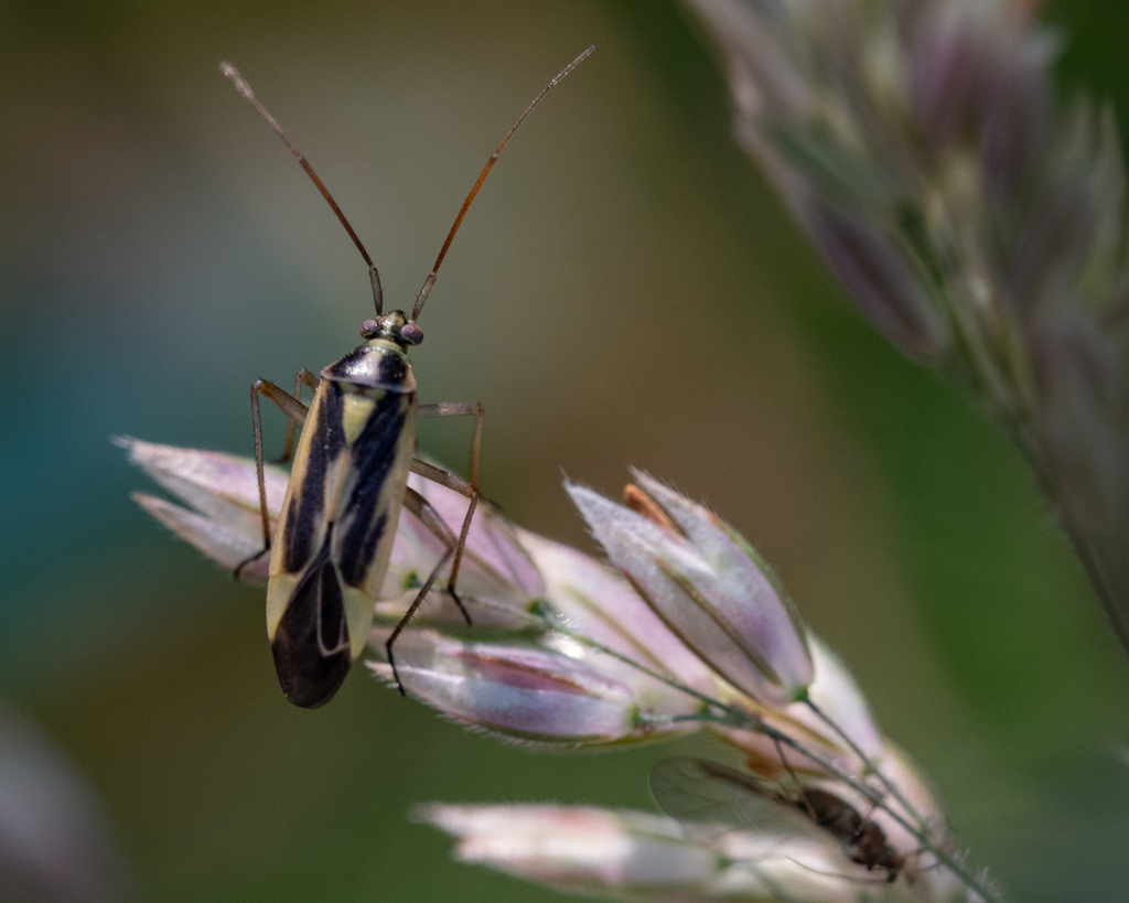 Two-spotted Grass Bug from UBC, University Endowment Lands, BC, Canada ...